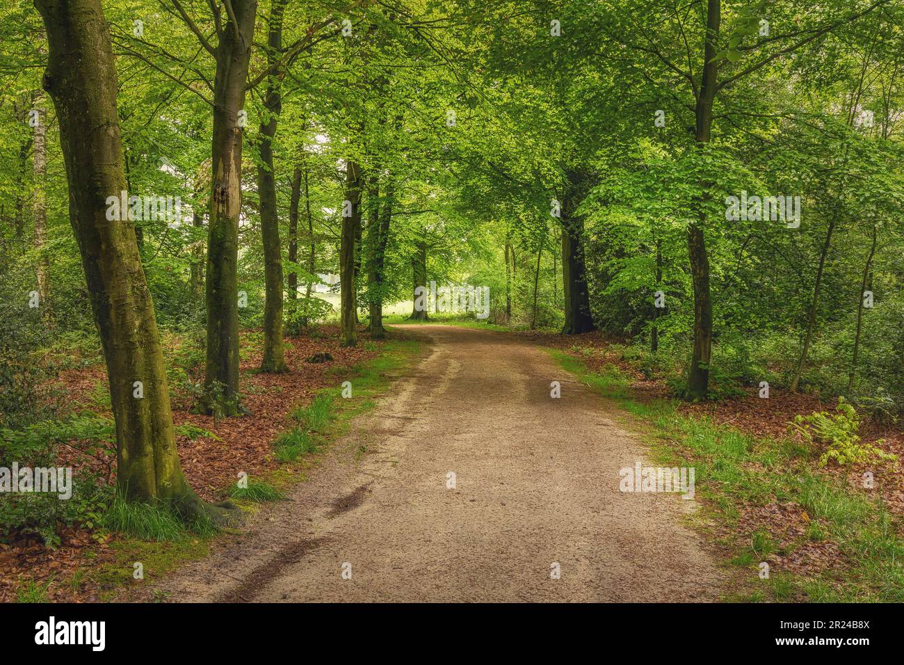 Beautiful spring forest, fresh and green, after the rain. Path through ...