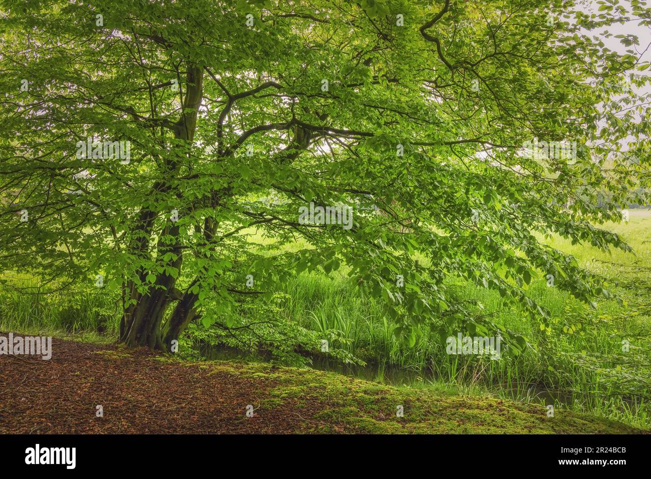Beautiful spring forest, fresh and green, after the rain. Path through ...