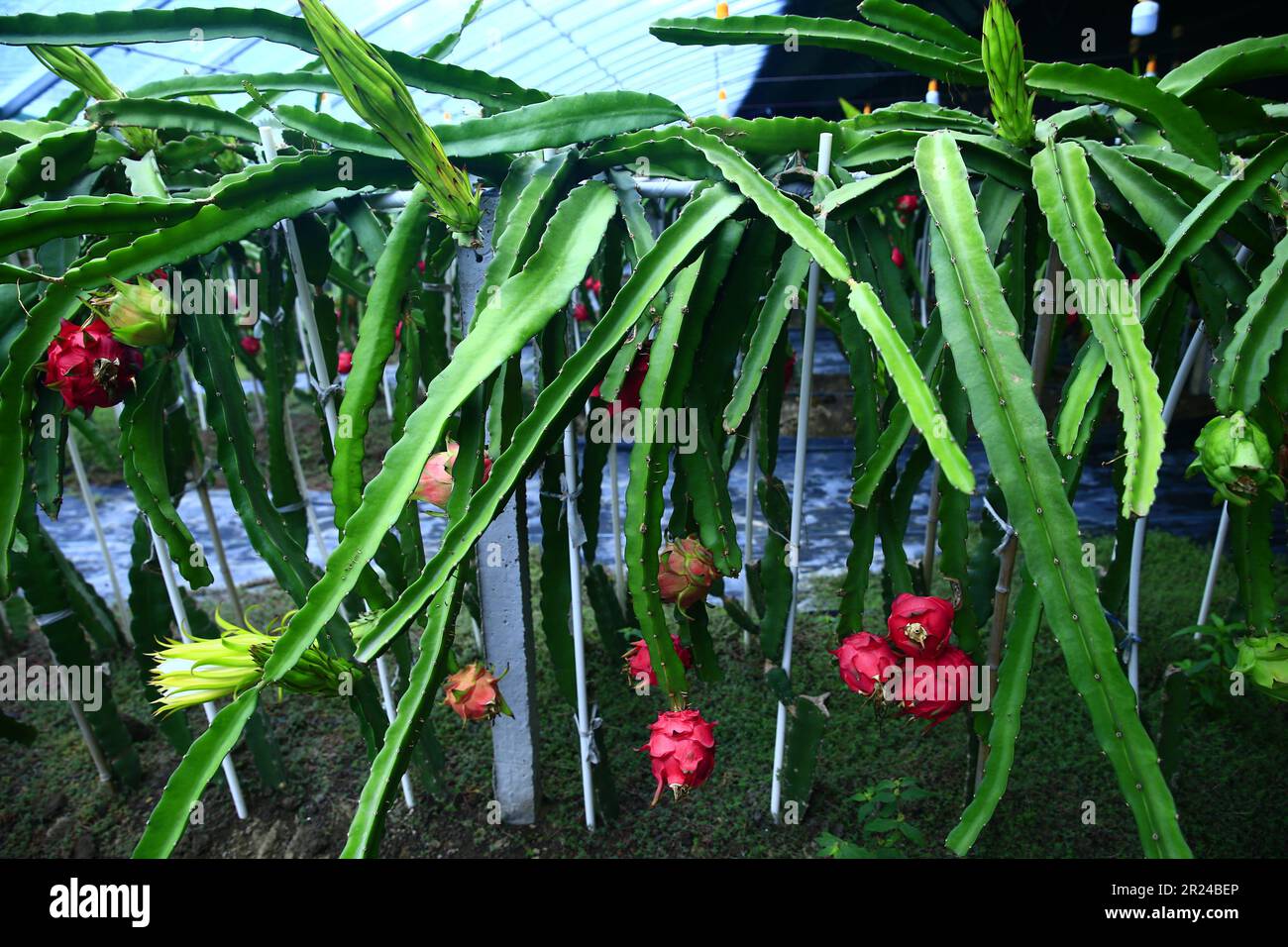Dragon fruit hanging in a tree Stock Photo - Alamy