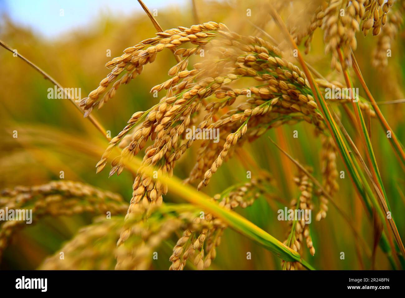 Mature rice farm in the country Stock Photo - Alamy