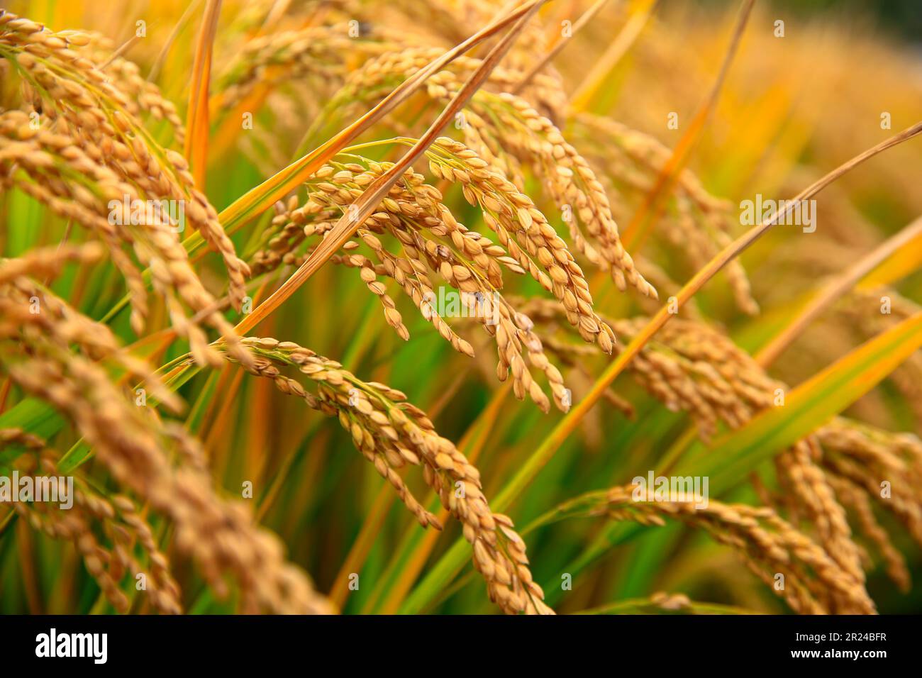 Mature rice farm in the country Stock Photo - Alamy