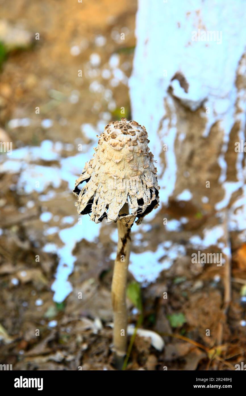 Summer in the forest growth of wild fungus, mushrooms Stock Photo - Alamy