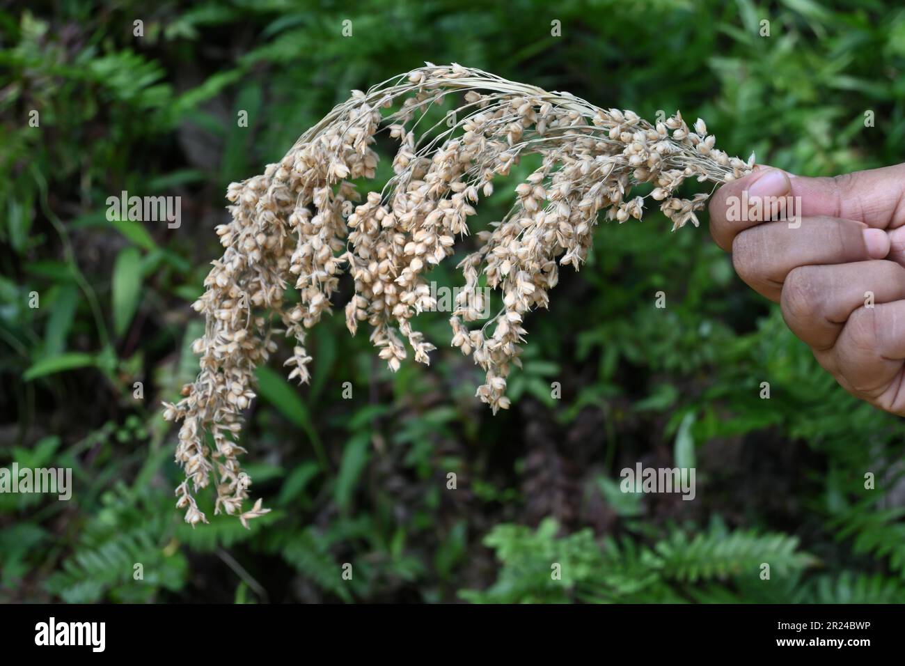 A hand holding a bent rice spike, belongs to an ancient Rice variety ...