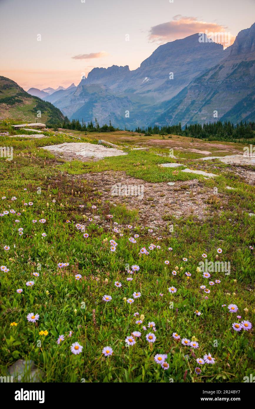 Hidden Lake Overlook, Glacier National Park in Montana Stock Photo - Alamy