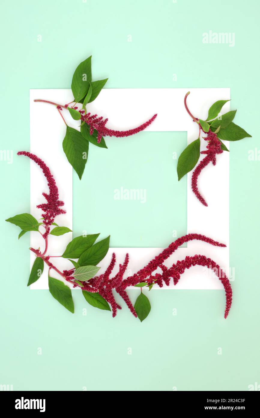 Amaranth plants with red flowers. Background border with white frame ...