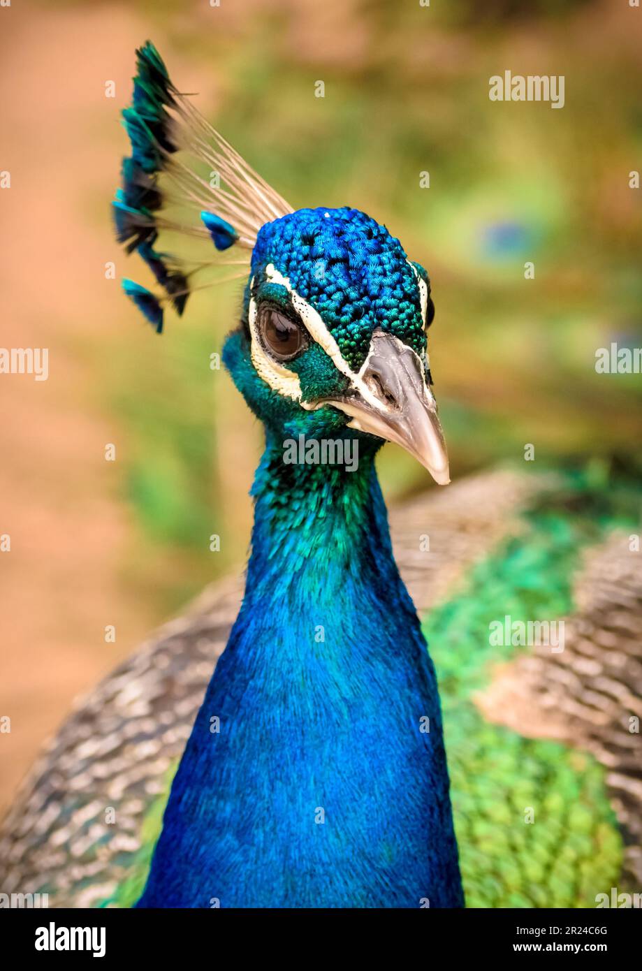 Blue Male Peacock, Close-up view of Male Peacock, Indian Peacock, Blue ...