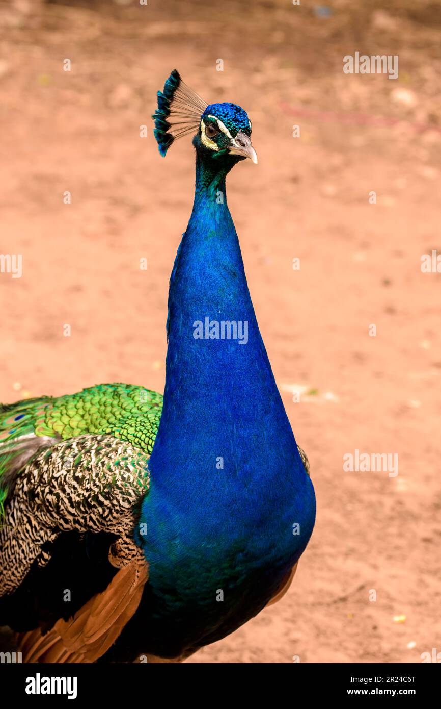 Blue Male Peacock, Close-up view of Male Peacock, Indian Peacock, Blue ...