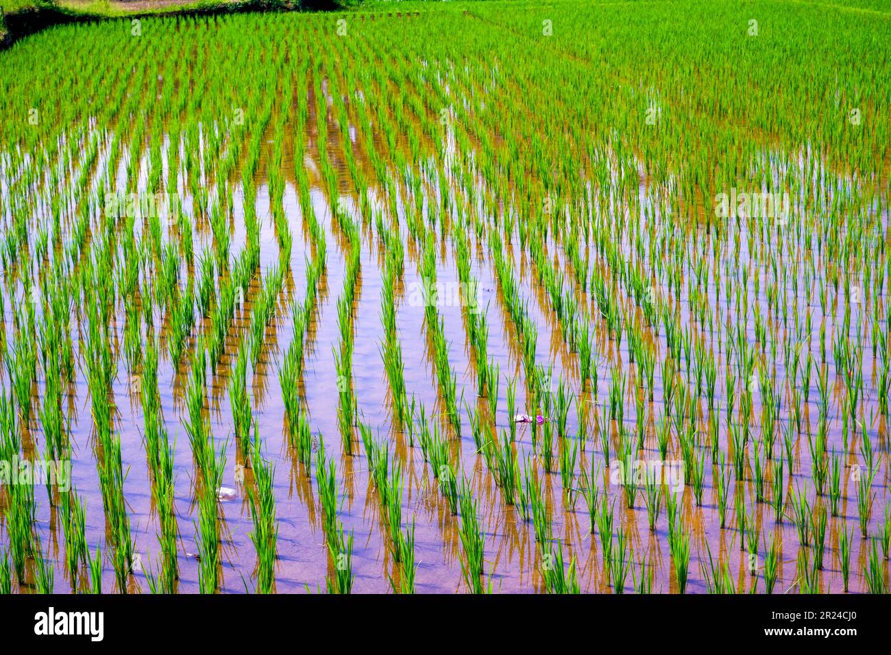 rice fields on a sunny morning Stock Photo - Alamy
