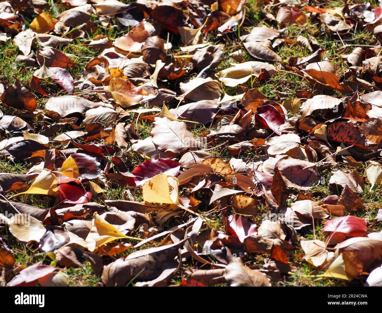 Leaf laying on grass hi-res stock photography and images - Alamy