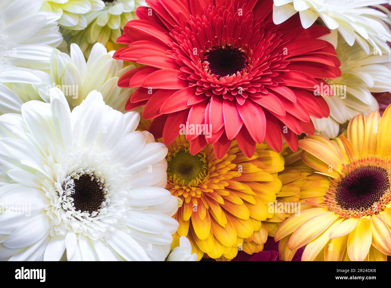 Yellow Gerbera Daisy Bouquet
