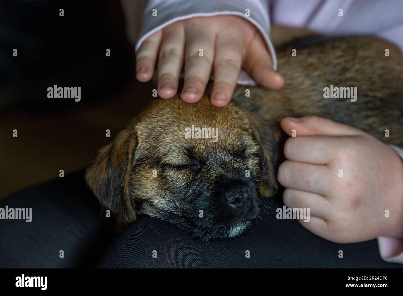 A child, young girl strokes a young Border Terrier puppy. Picture Phil ...