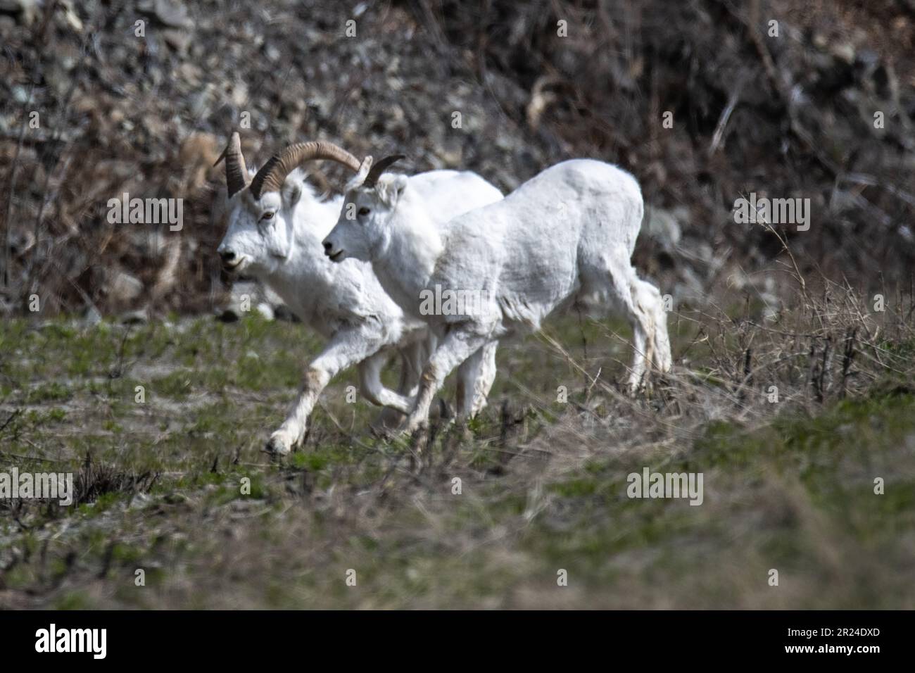 The thin-horned rams (Ovis dalli) on a lush, grassy hillside Stock ...