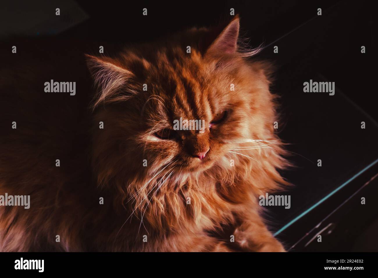 Top angle shots hi-res stock photography and images - Alamy