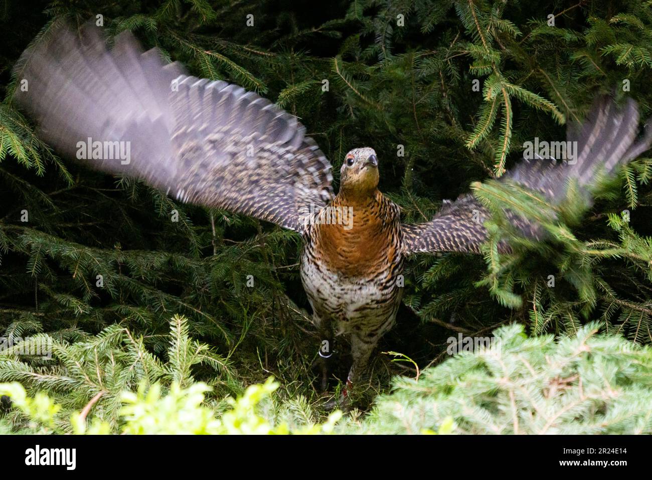 Gehren, Germany. 17th May, 2023. A Swedish capercaillie takes off for ...