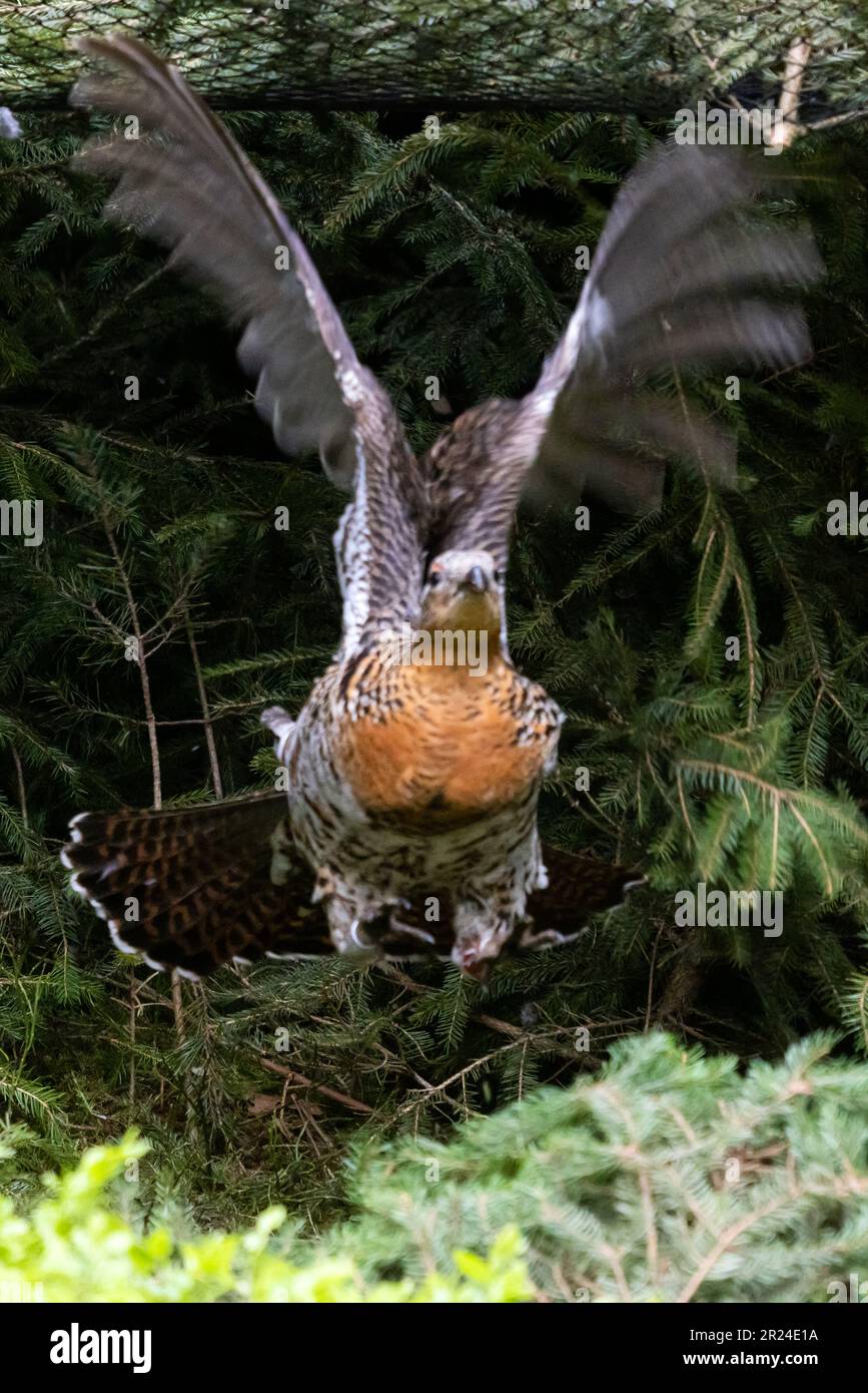 Gehren, Germany. 17th May, 2023. A Swedish capercaillie takes off for ...