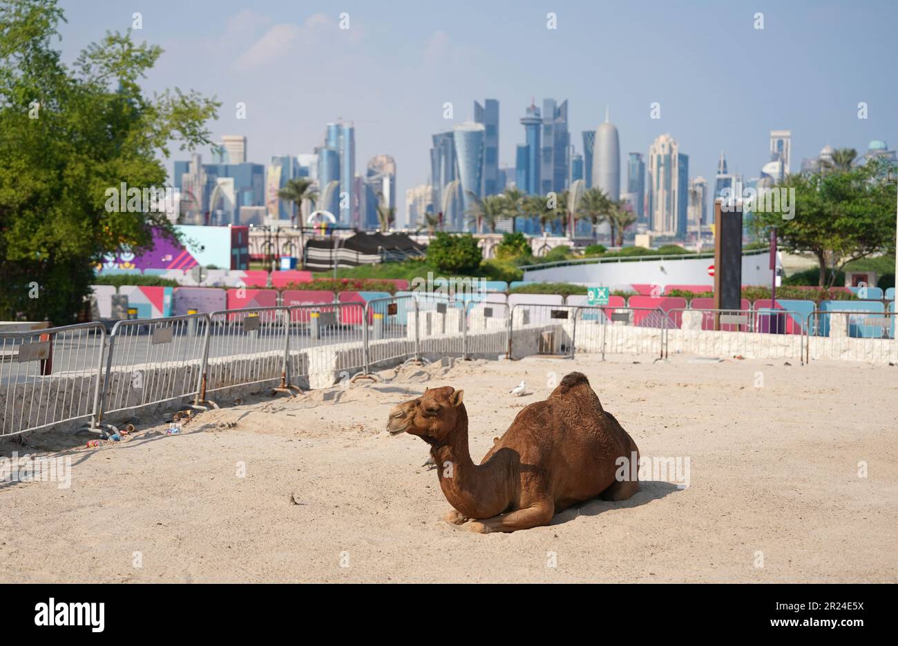 File photo dated 8-12-2022 of a Camel and the skyline in Doha, Qatar ...
