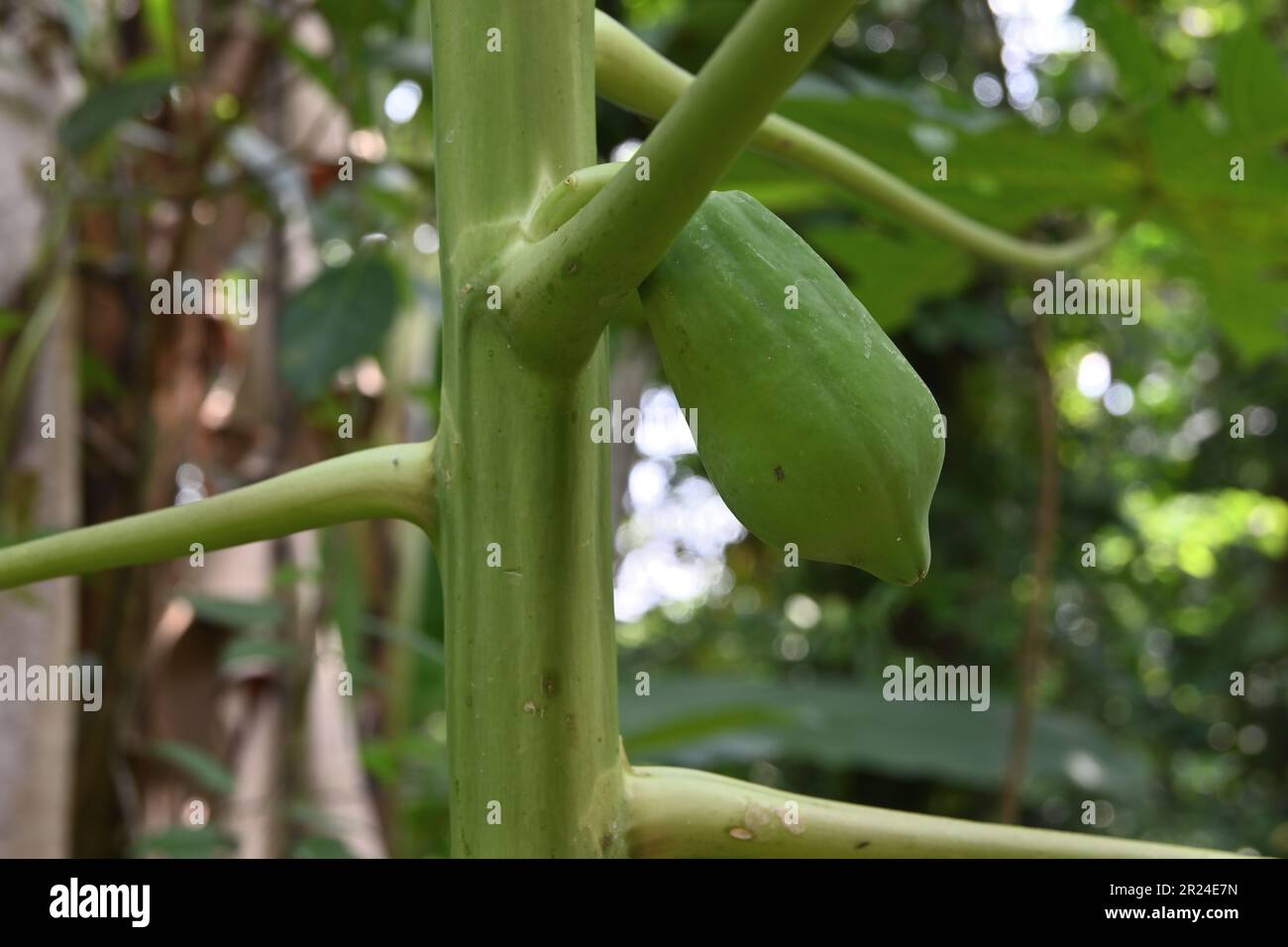 A developing young Papaya fruit grow on the leaf axil of a Papaya plant ...