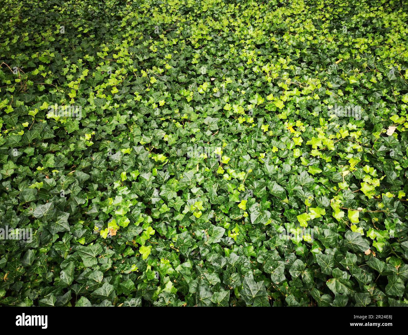 Ivy plant natural circle hi-res stock photography and images - Alamy