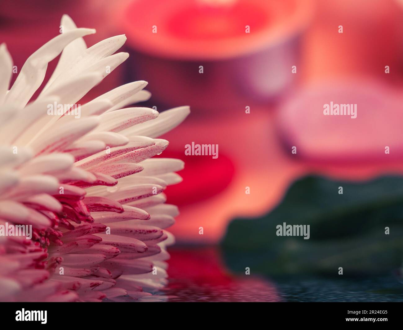 Spa still life with water lily in a tranquil pool. Spa concept Stock ...