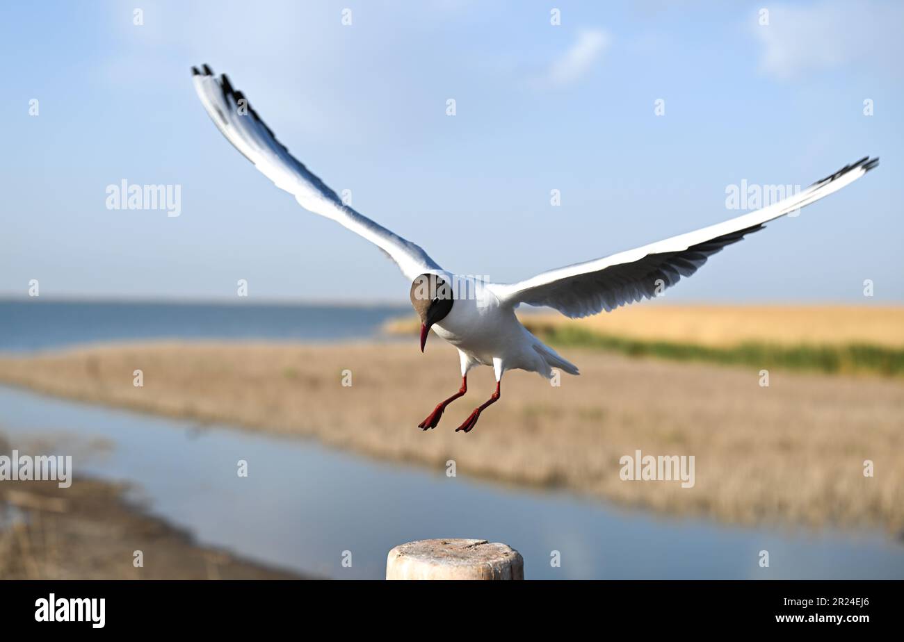Alxa, China's Inner Mongolia Autonomous Region. 17th May, 2023. A ...