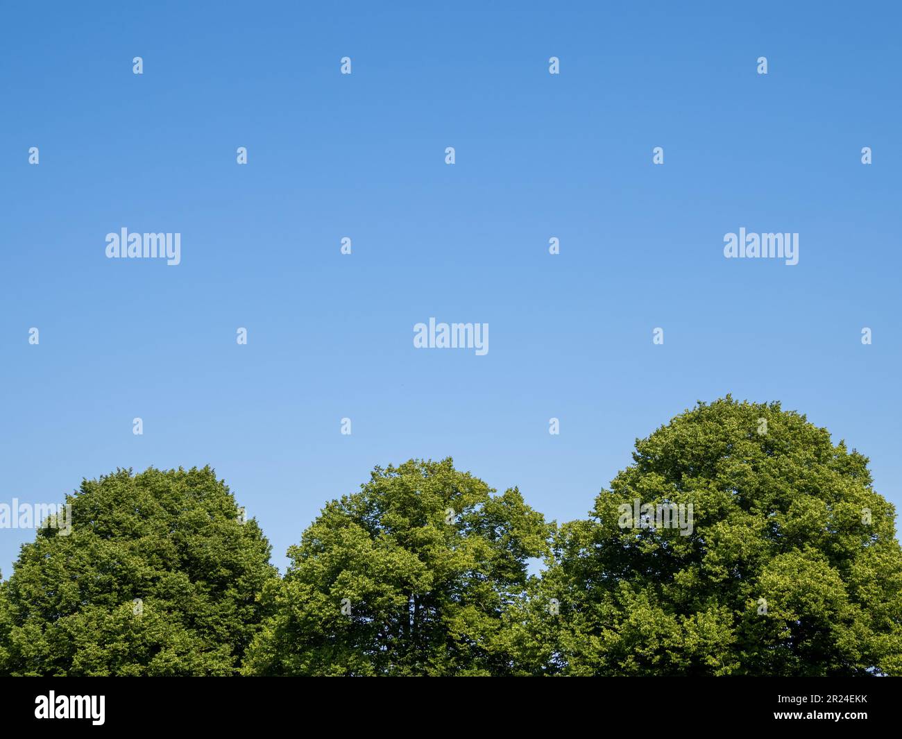 Three green tree tops against cloudless blue sky background Stock Photo ...
