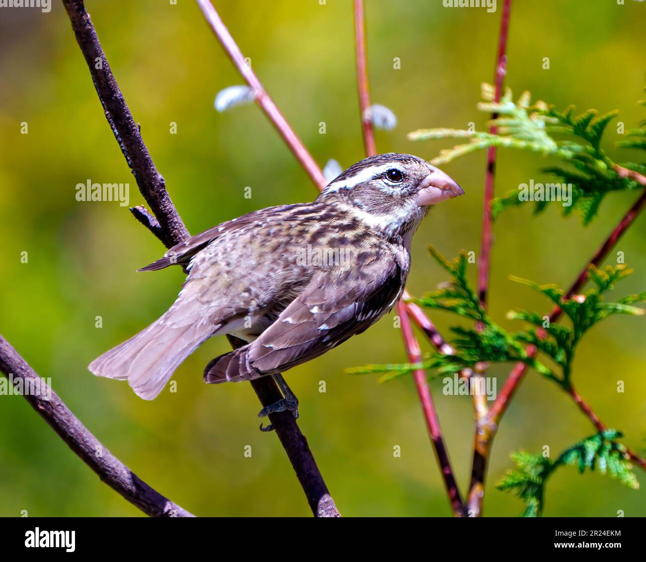 Rose-breasted Grosbeak female close-up rear view with spread wings and ...