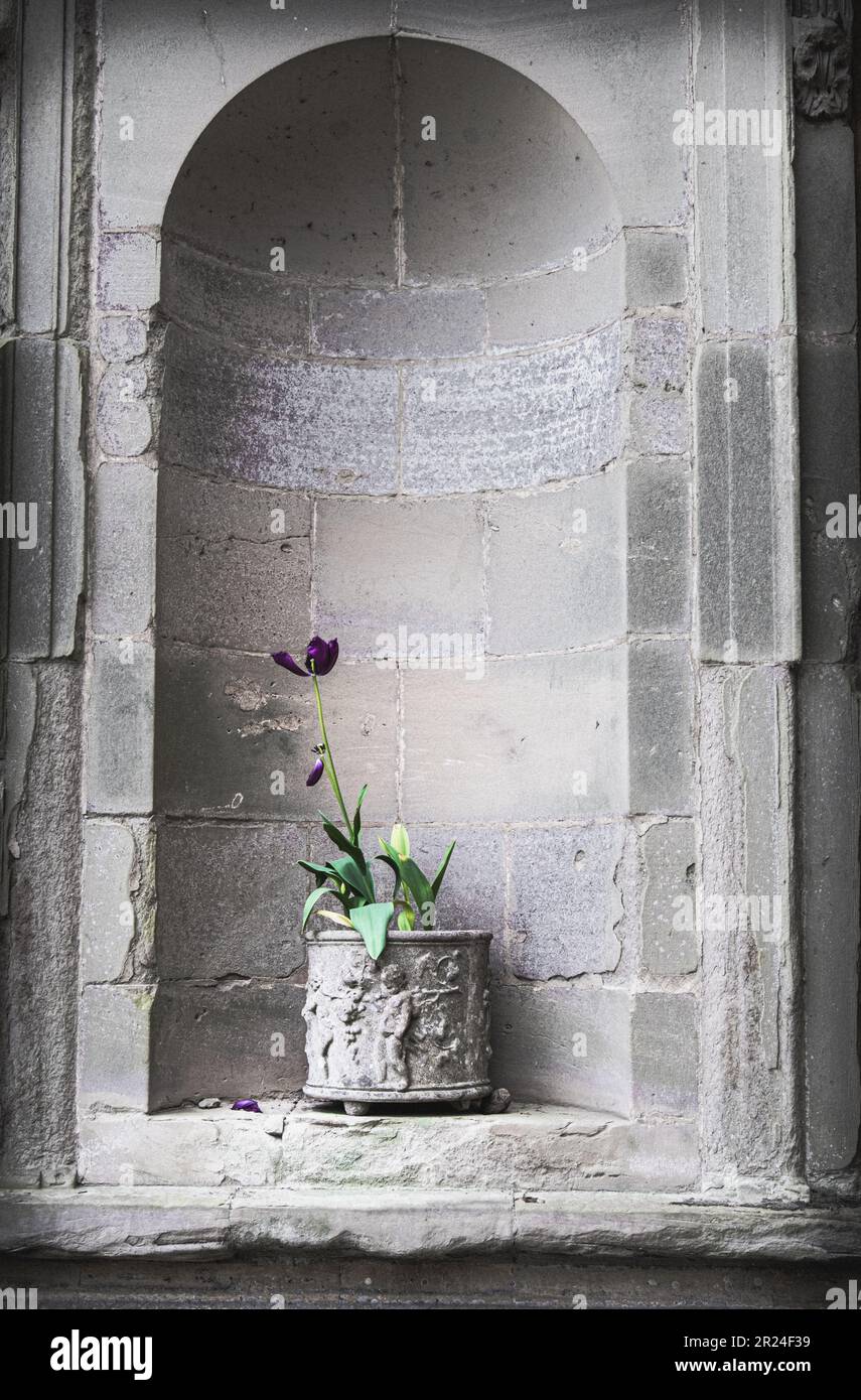 Purple pot plant growing in an recess wall of a folly in the garden of ...