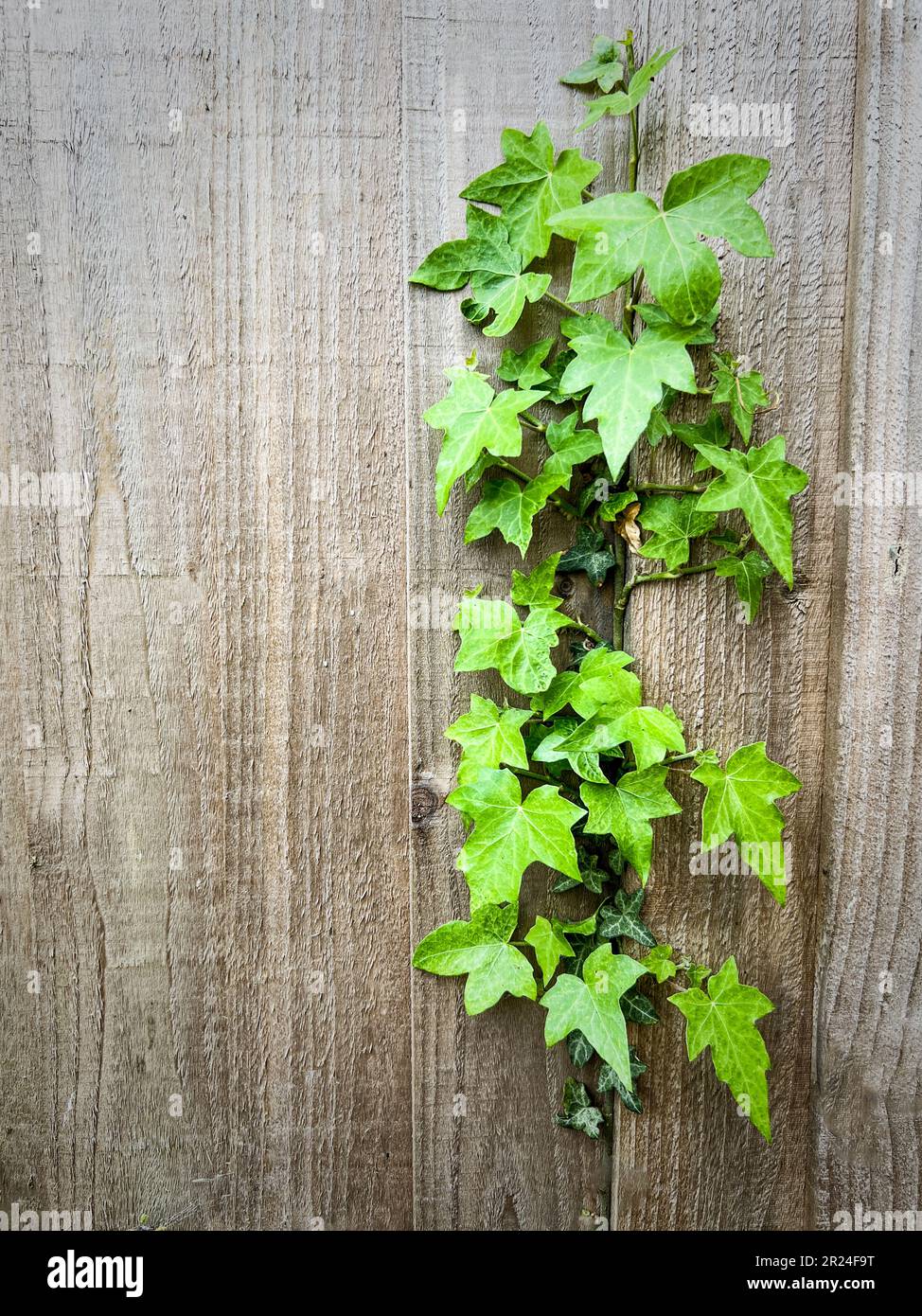 Green ivy growing through a closeboard fence Stock Photo - Alamy