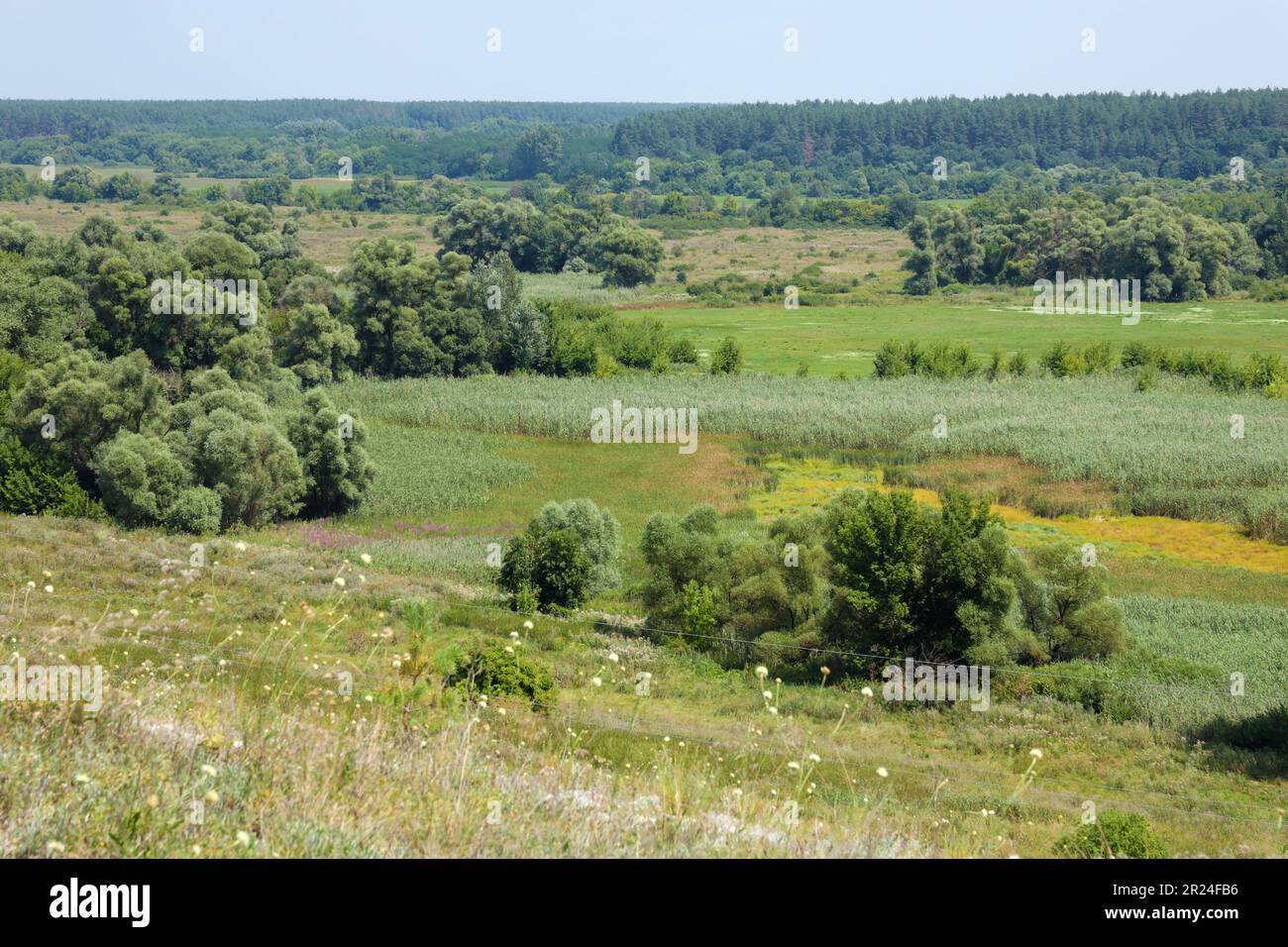 Sunny spring morning on meadow with trees. Scenic rural landscape ...