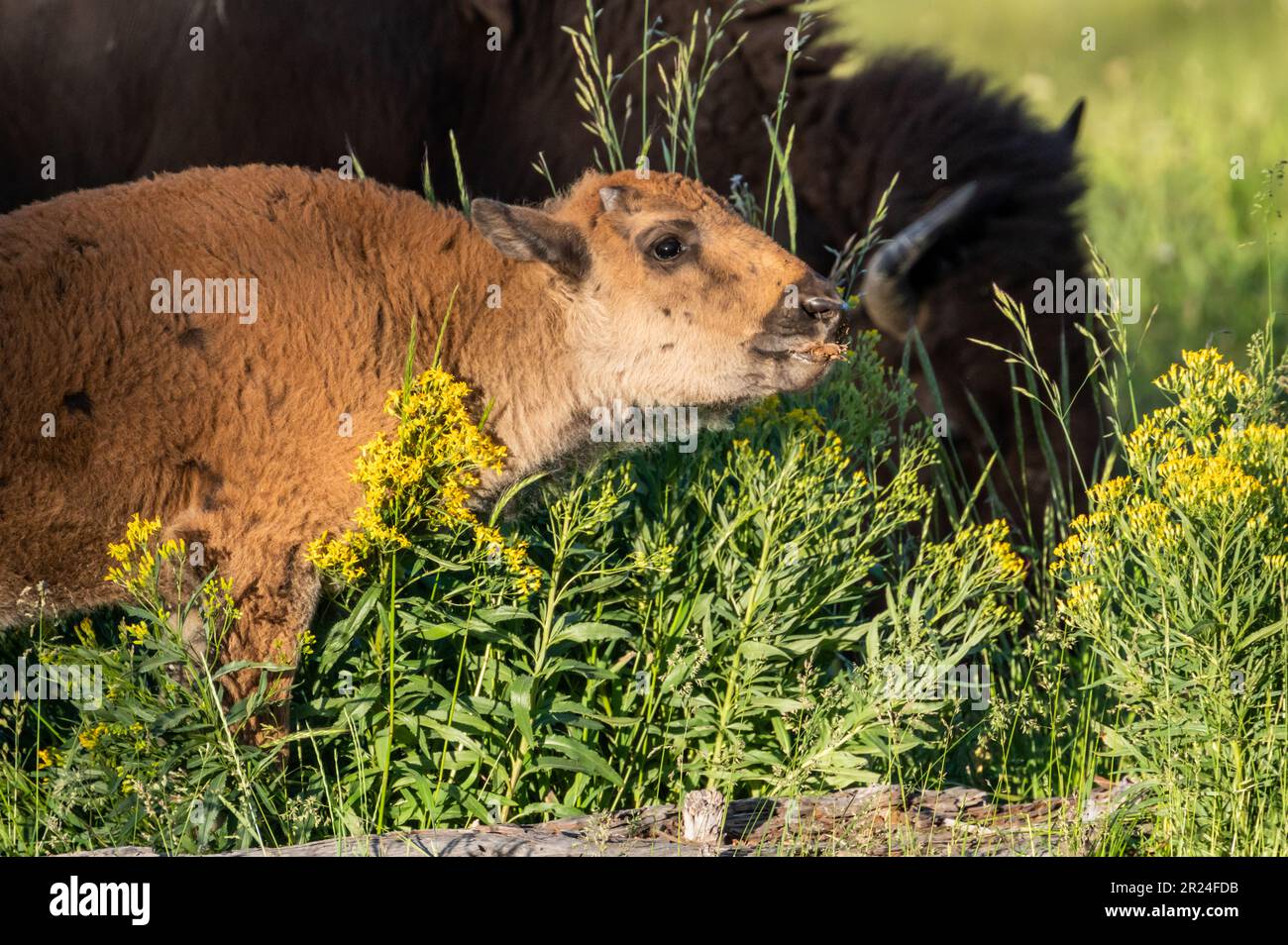 Baby Bison Chews on Blades of Grass and Wildflowers in Yellowstone ...