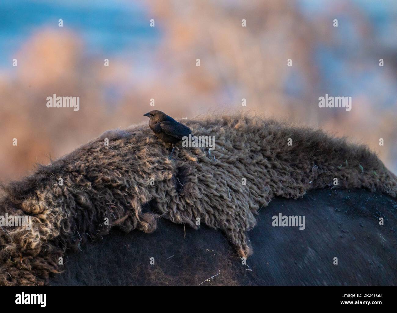 Bird Rests In The Tattered Fur On A Bisons Back in Yellowstone Stock ...
