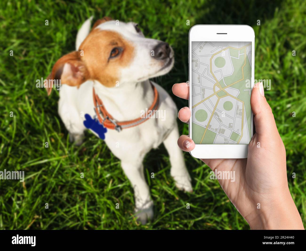Application to find pet by identification chip. Woman using smartphone ...