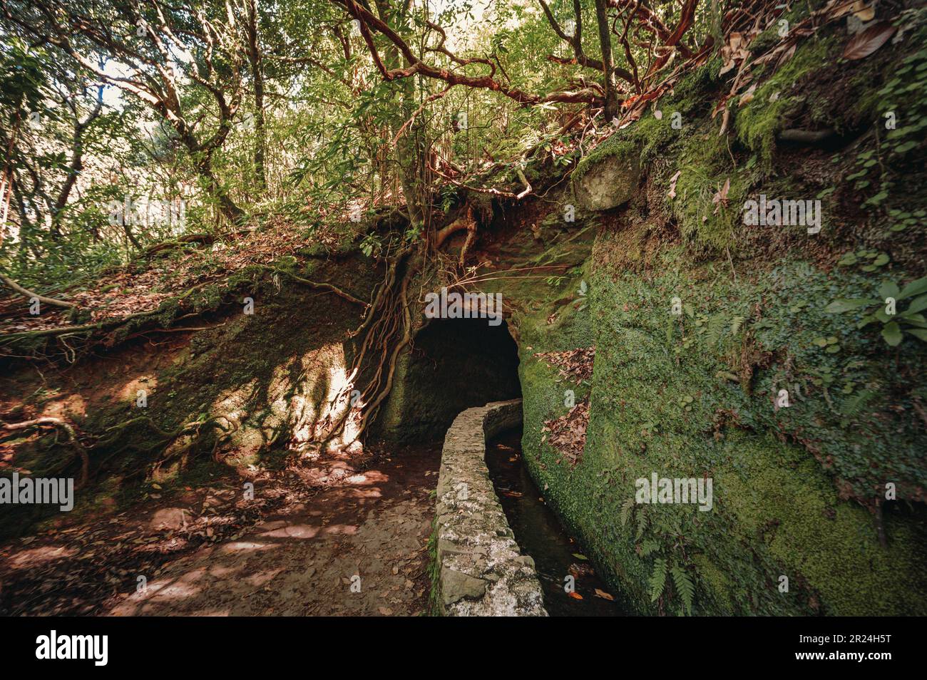 An old tree sprawling out over a large rocky outcrop, surrounded by ...