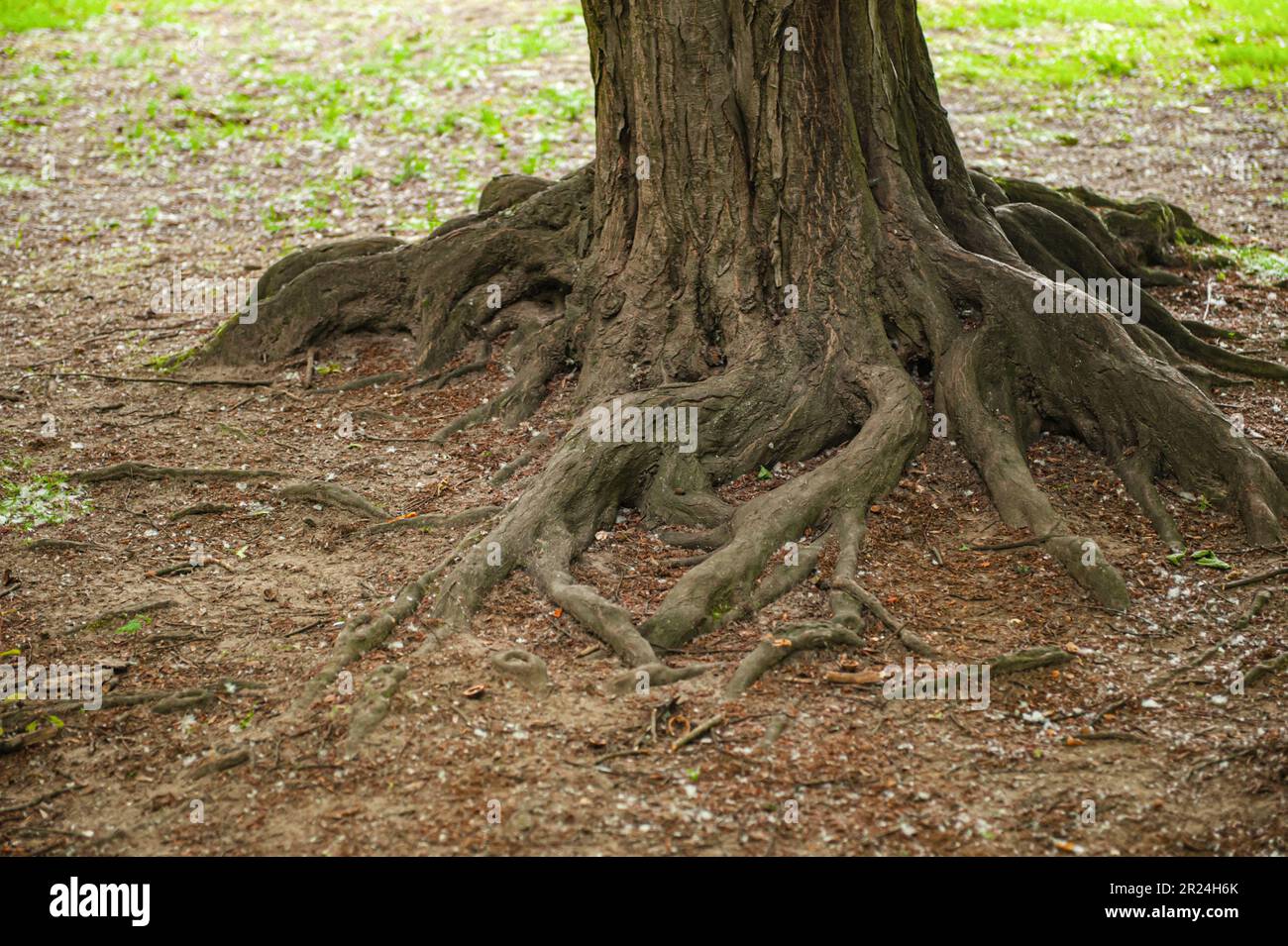 Tree roots visible through soil in forest Stock Photo - Alamy