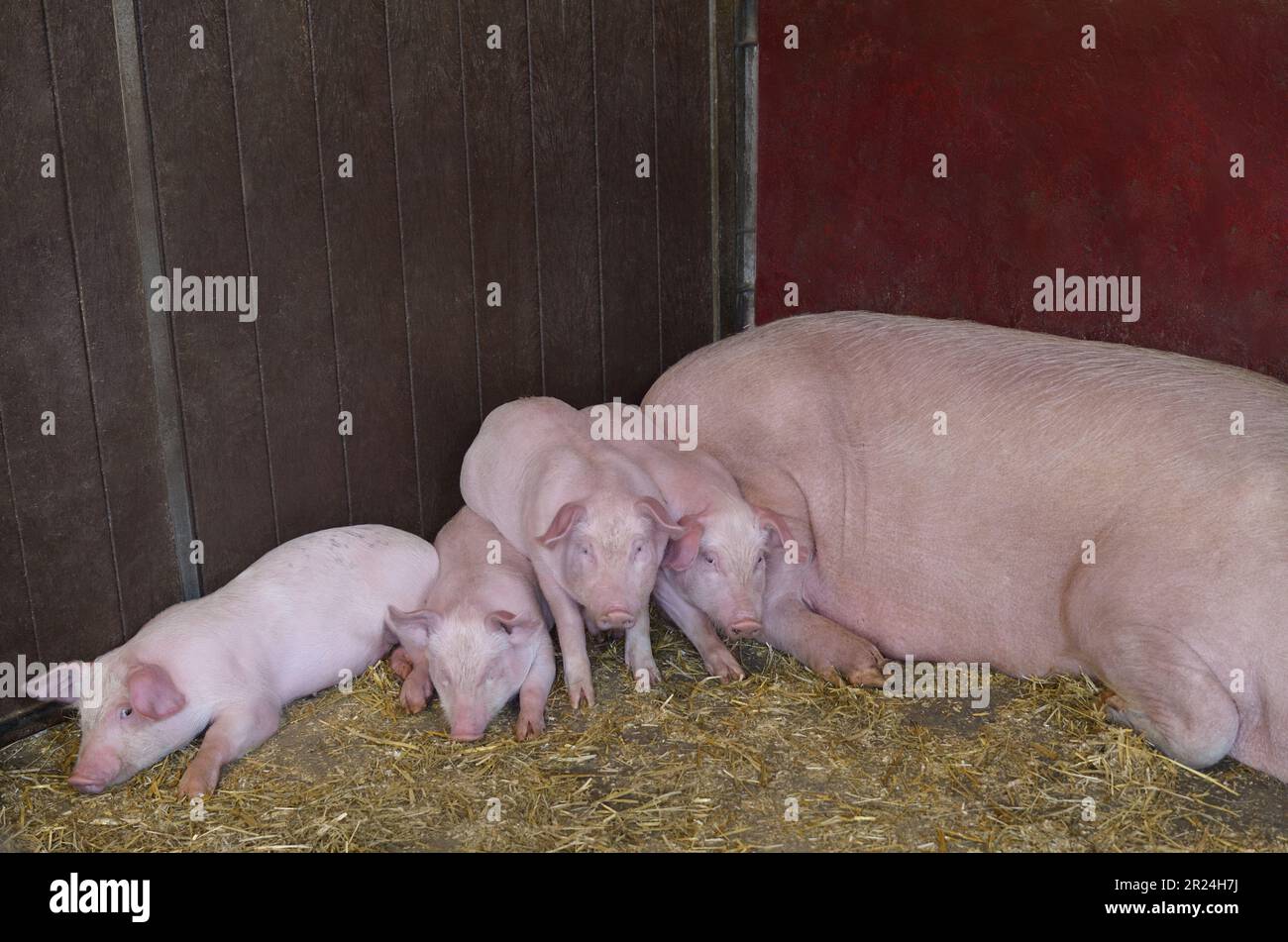 Group pigs resting in hi-res stock photography and images - Alamy