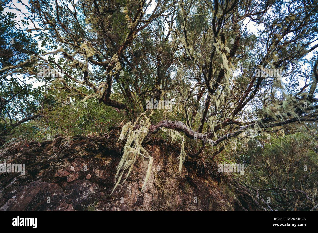 A lush, vibrant green tree growing on top of a rocky outcrop Stock ...