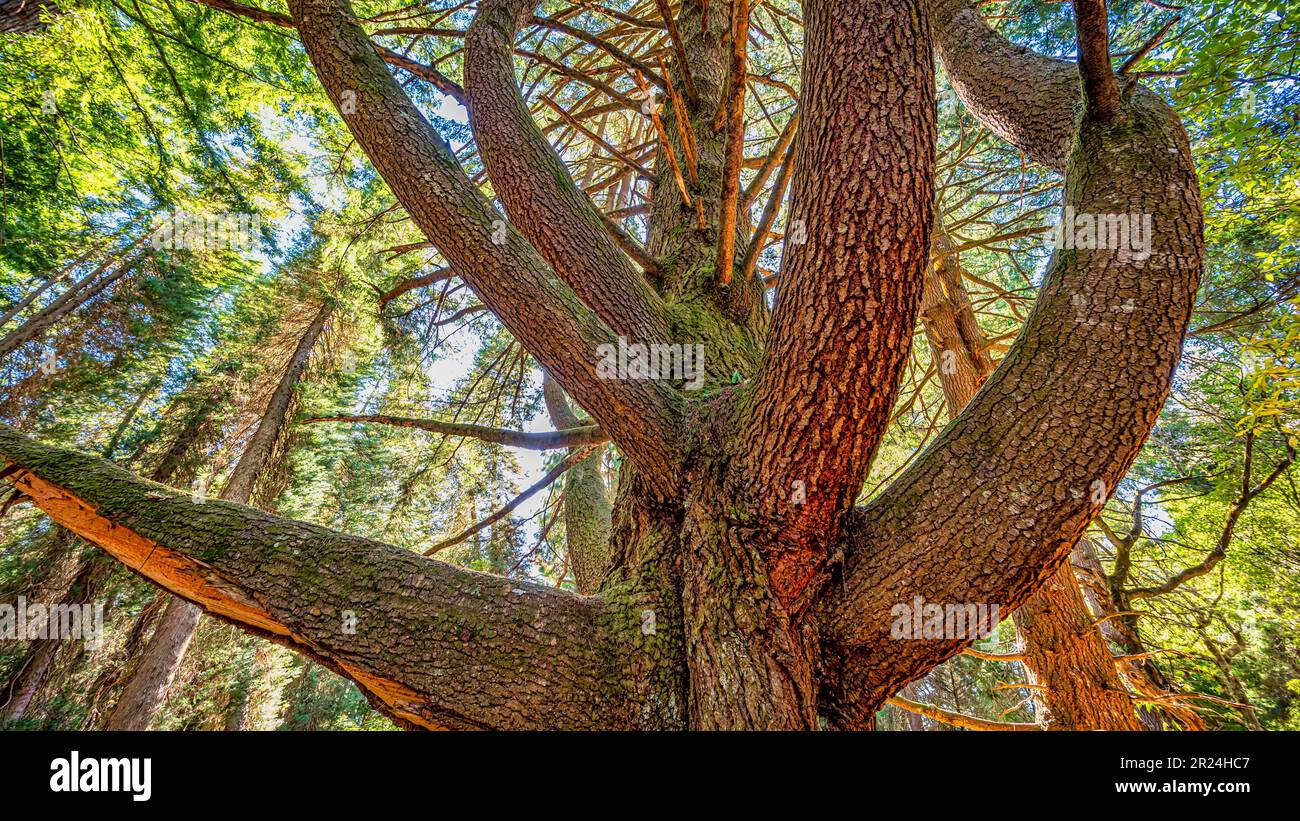 A close-up shot of multiple tree trunks in a forest, showcasing the ...
