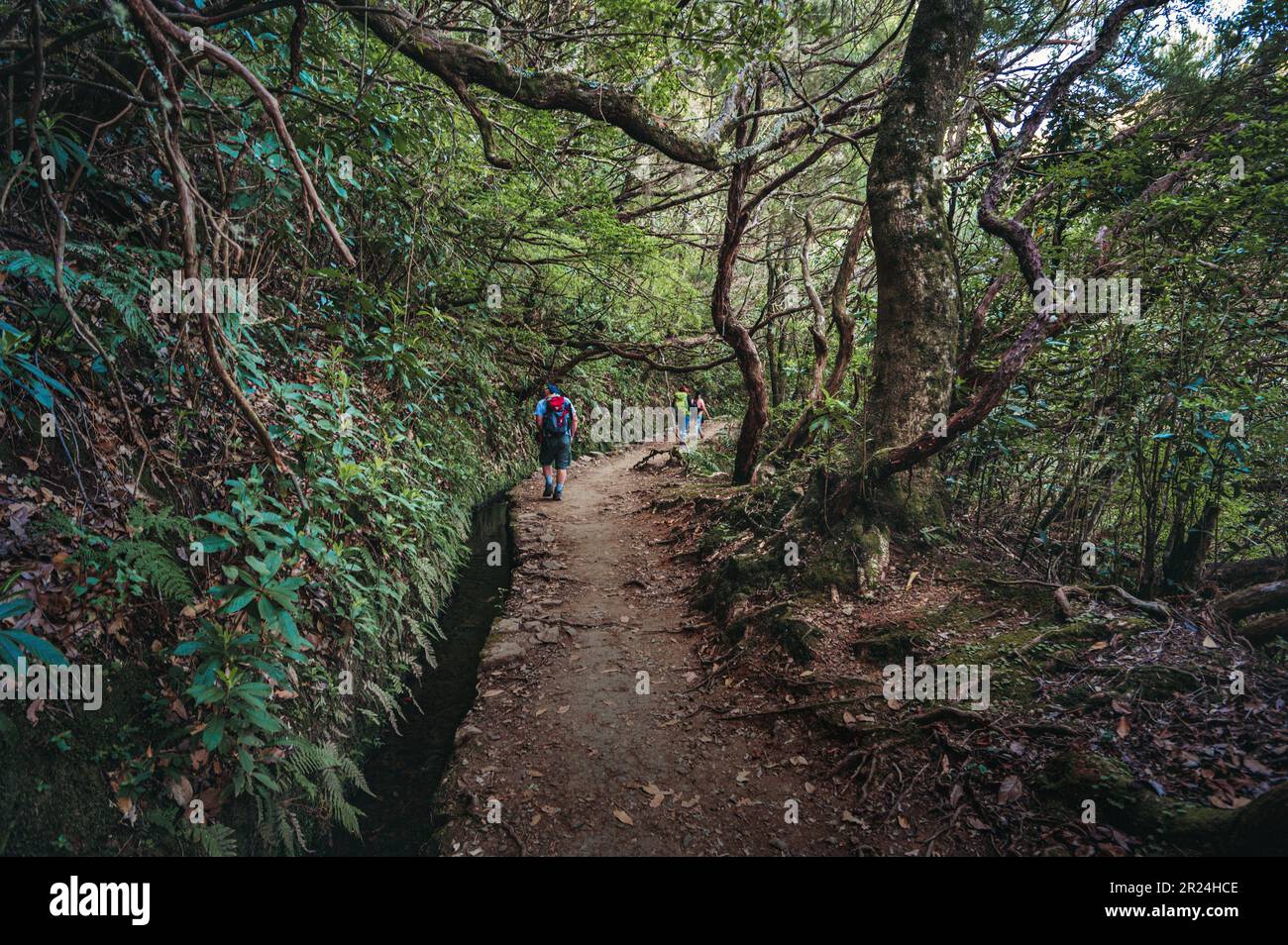 The hikers walk along a rugged mountain trail in a lush forest, with ...