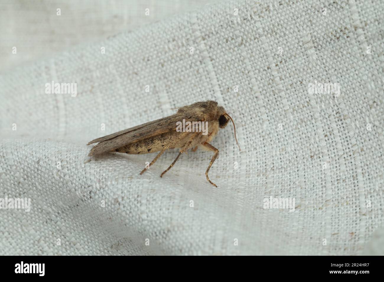 Paradrina clavipalpis moth with pale mottled wings on white cloth Stock ...
