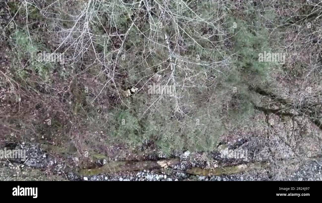 Aerial photo shows a wild giant panda at Giant Panda National Park in ...