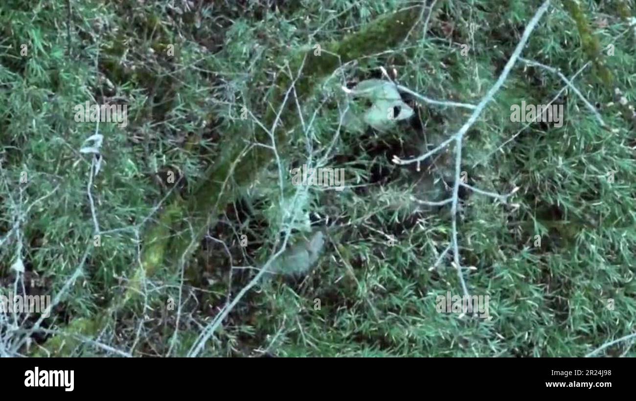 Aerial photo shows a wild giant panda at Giant Panda National Park in ...