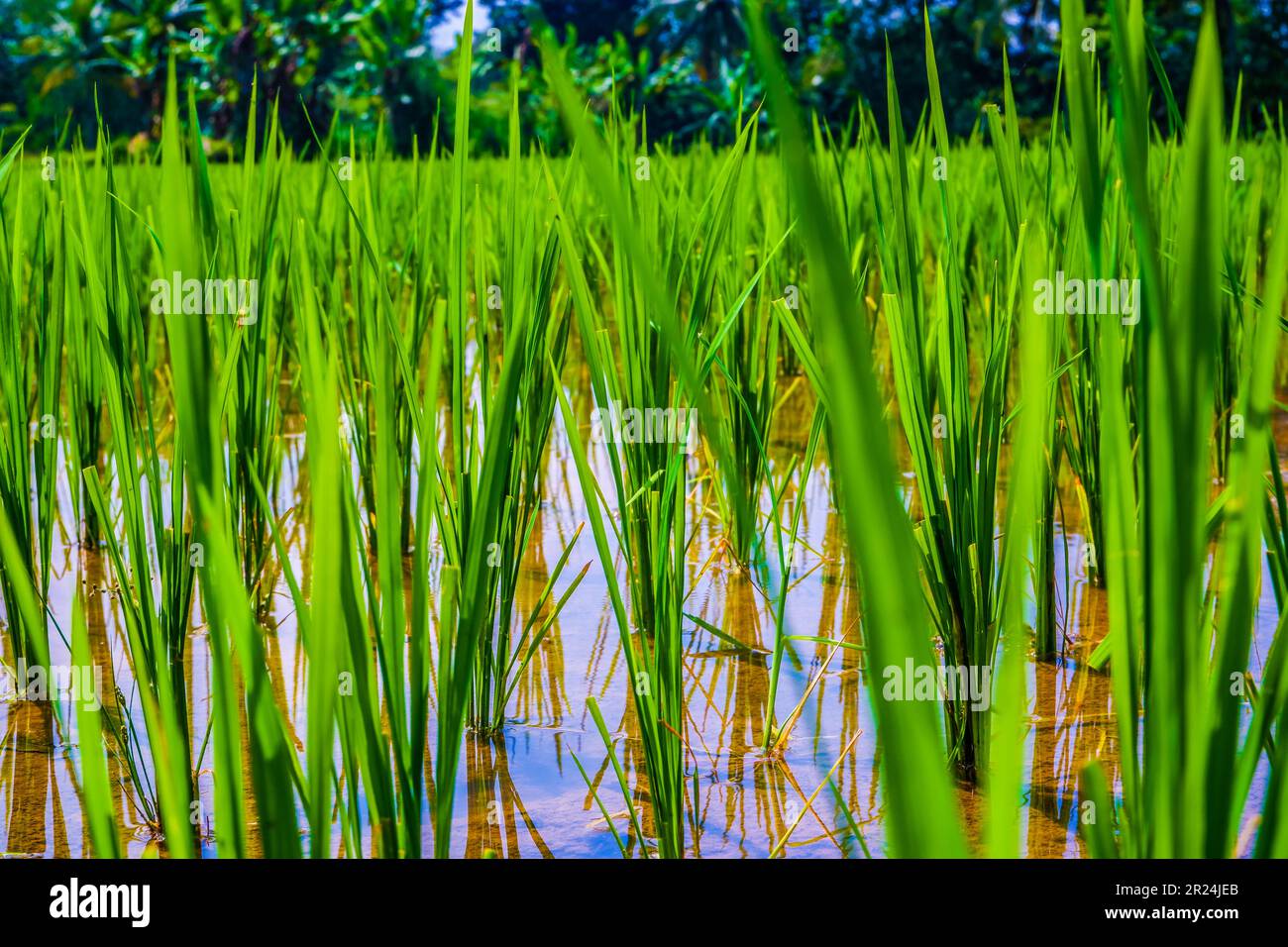 rice fields on a sunny morning Stock Photo - Alamy