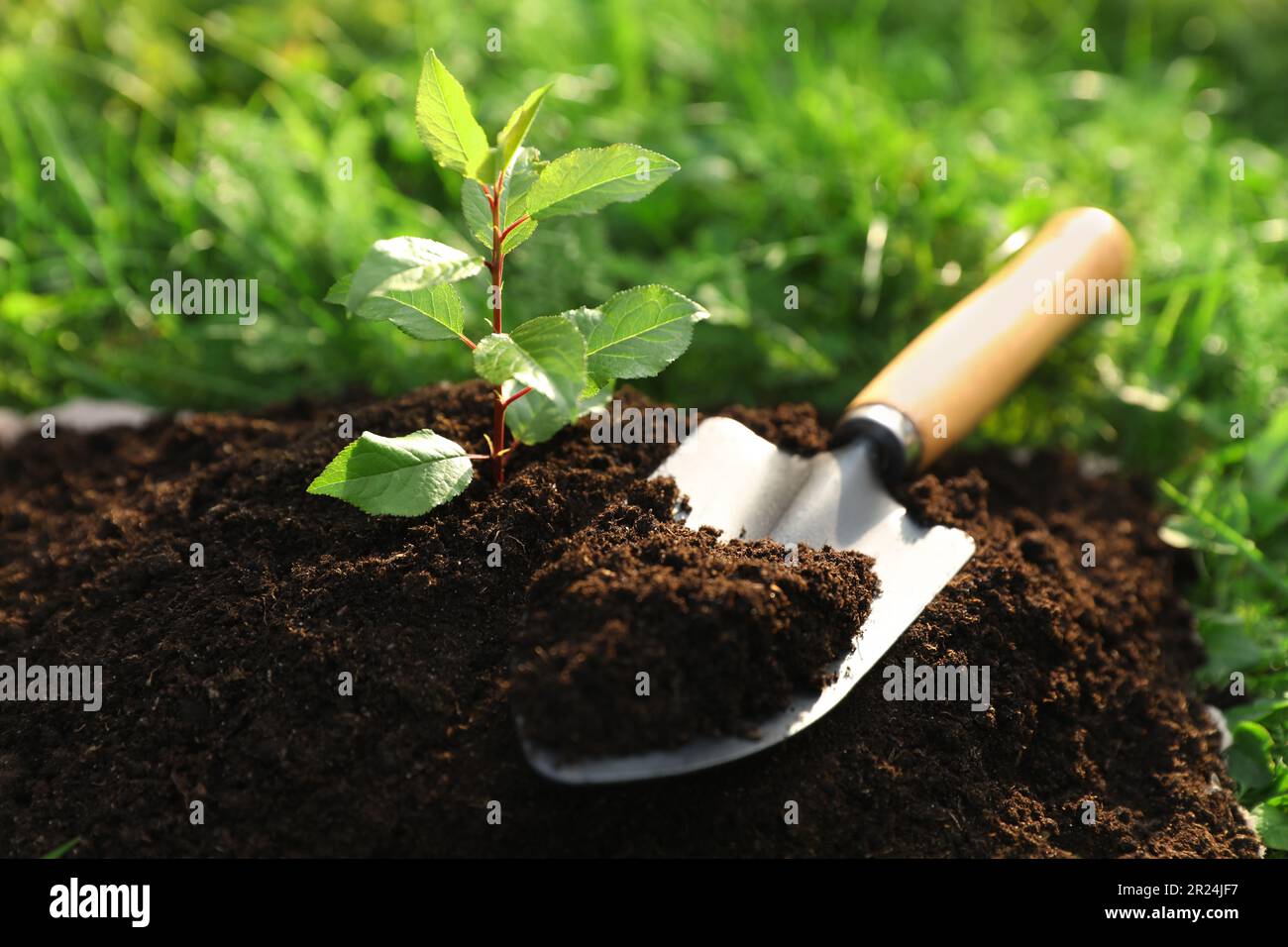 Seedling growing in fresh soil and trowel outdoors, closeup. Planting ...