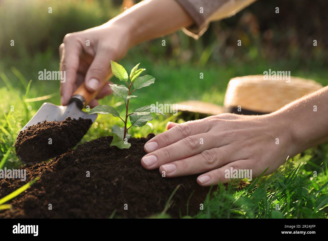 Woman planting young tree hi-res stock photography and images - Alamy