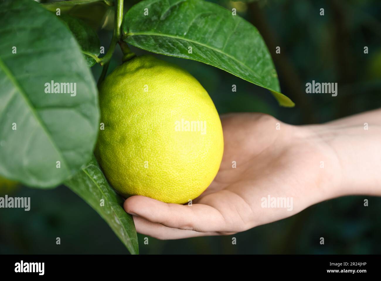 Woman picking ripe lemon from branch outdoors, closeup Stock Photo - Alamy