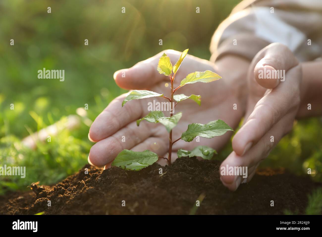 Woman protecting seedling in garden, closeup. Planting tree Stock Photo ...