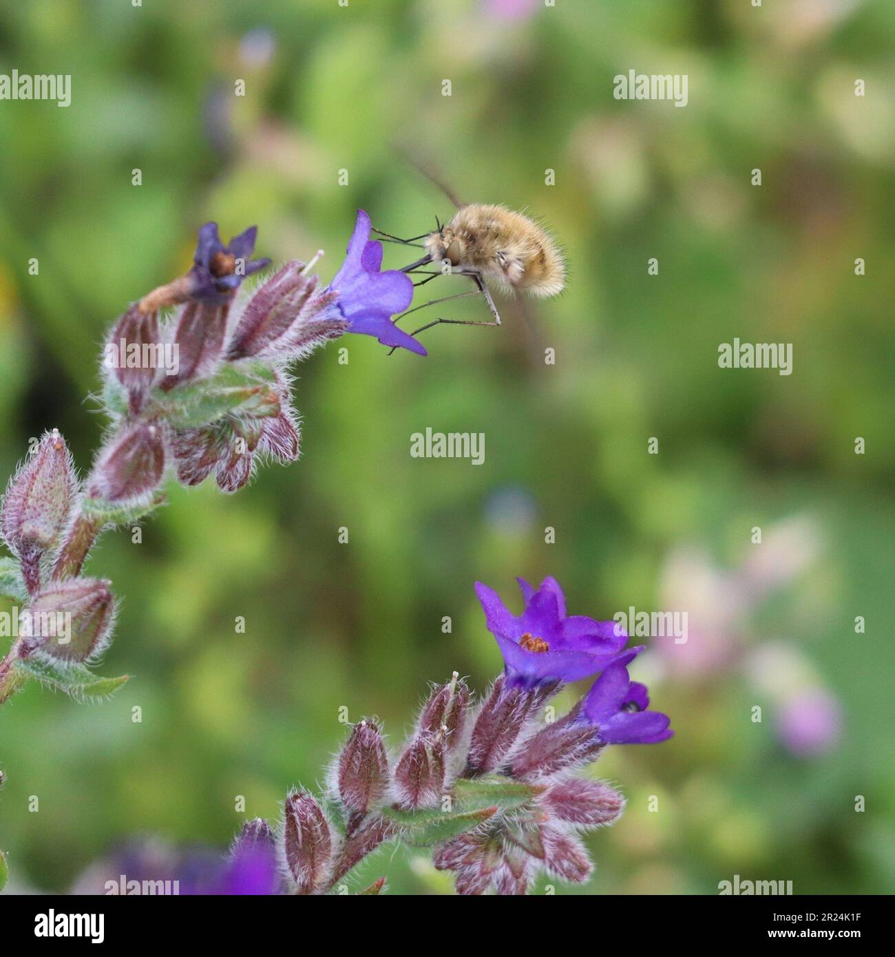 large Bee-fly half-floating on Alkanet Stock Photo - Alamy