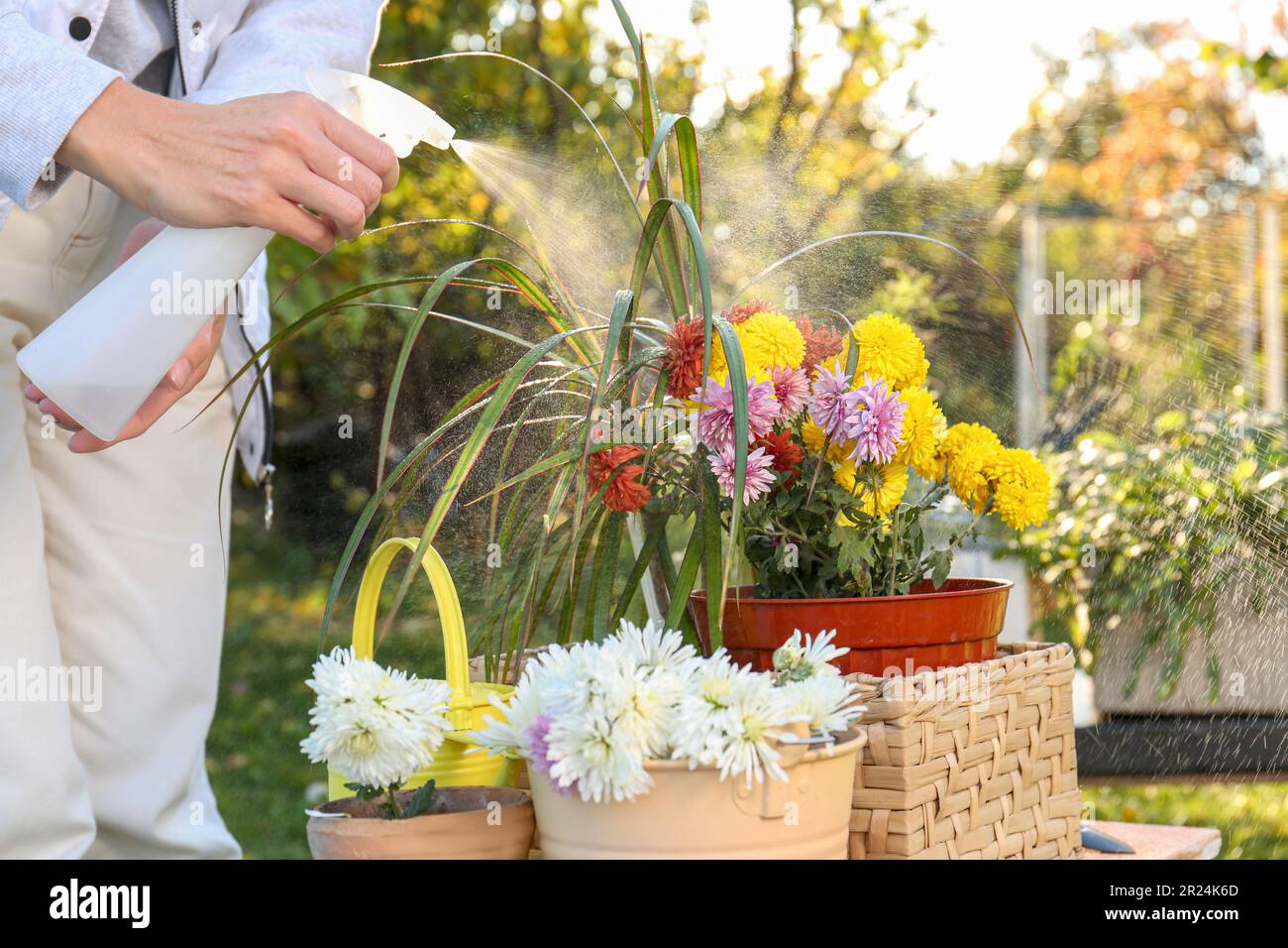 Woman spraying many different potted flowers with water in garden ...