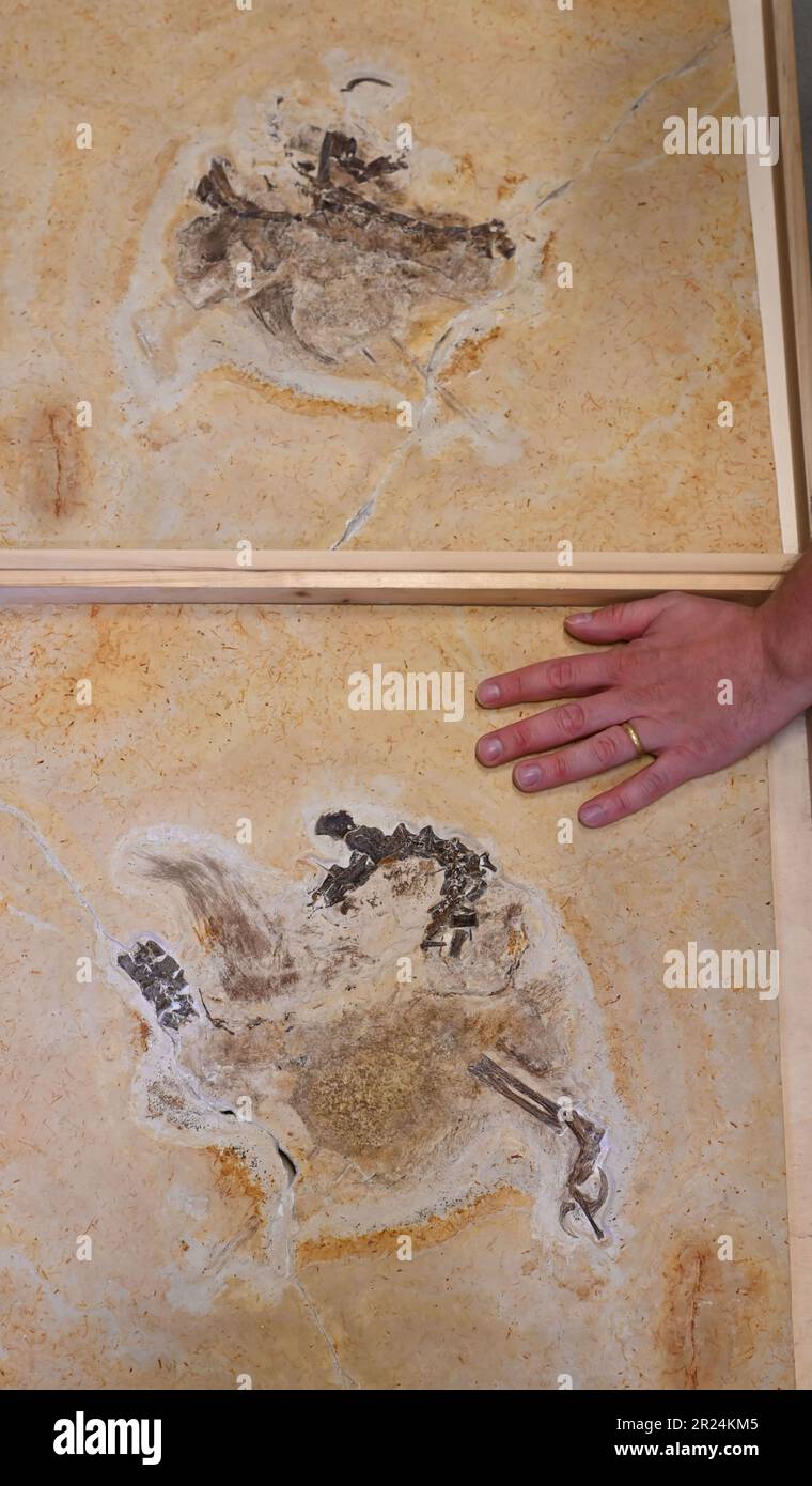 Karlsruhe, Germany. 17th May, 2023. The fossil of an "Ubirajara jubatus ...