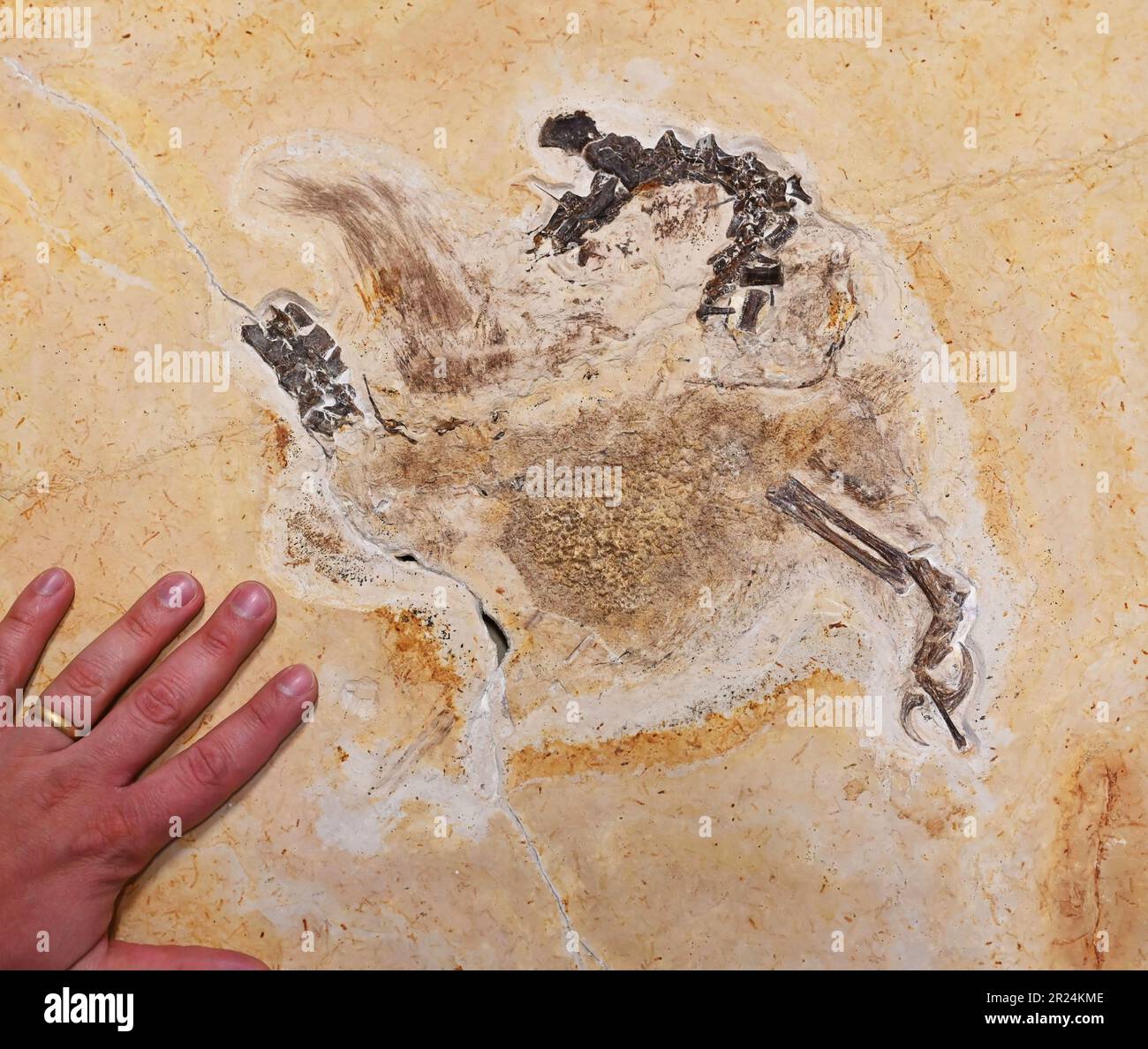 Karlsruhe, Germany. 17th May, 2023. The fossil of an "Ubirajara jubatus ...